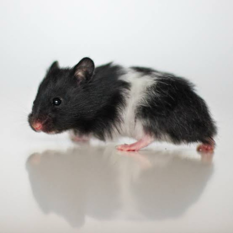 Jual Hamster Syrian Panda Jinak anakan Long hair | Shopee Indonesia
