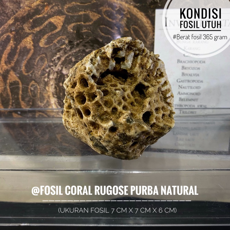 Jual Fosil Coral Rugose Purba Natural C48 atau Fossil Rugosa atau Fosil ...