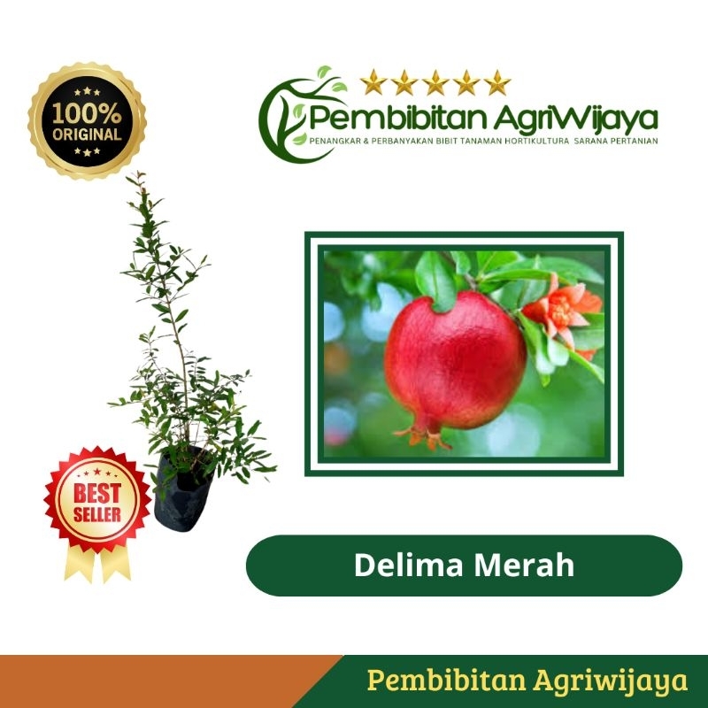 Jual Bibit Delima merah Varietas Unggul Original PembibitanAgriWijaya ...