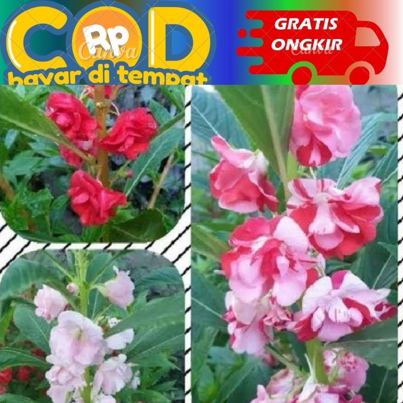 Jual biji bunga pacar air/ pacar banyu mix tiga warna merah pink orange ...