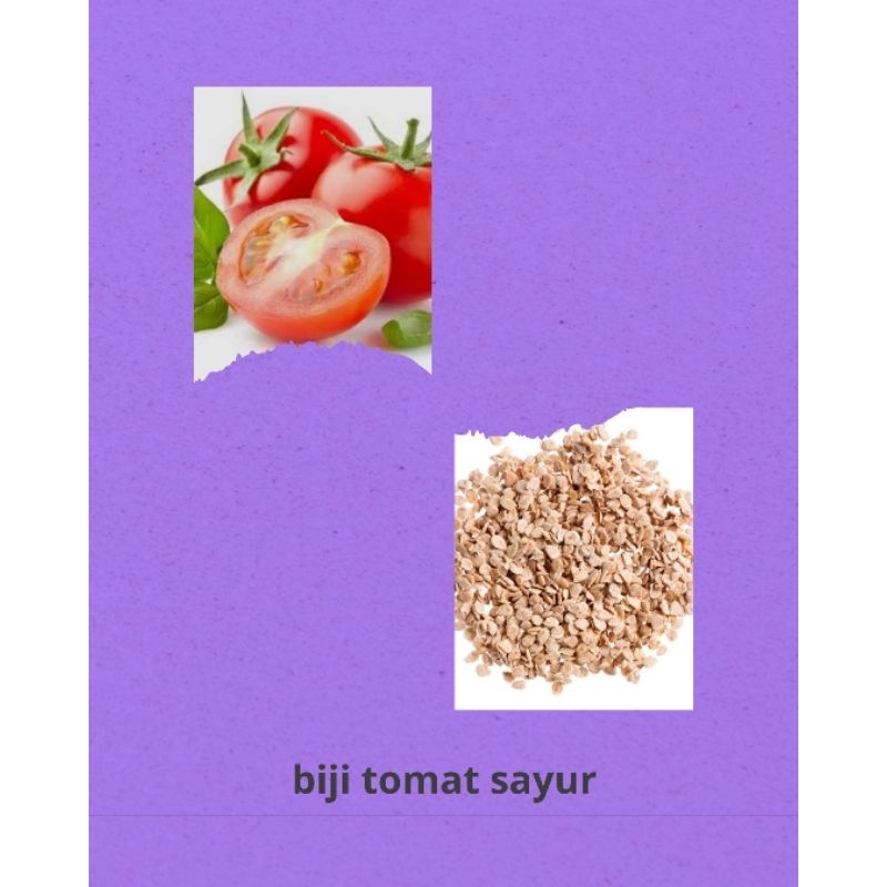 Jual biji tomat sayur isi 100 biji | Shopee Indonesia