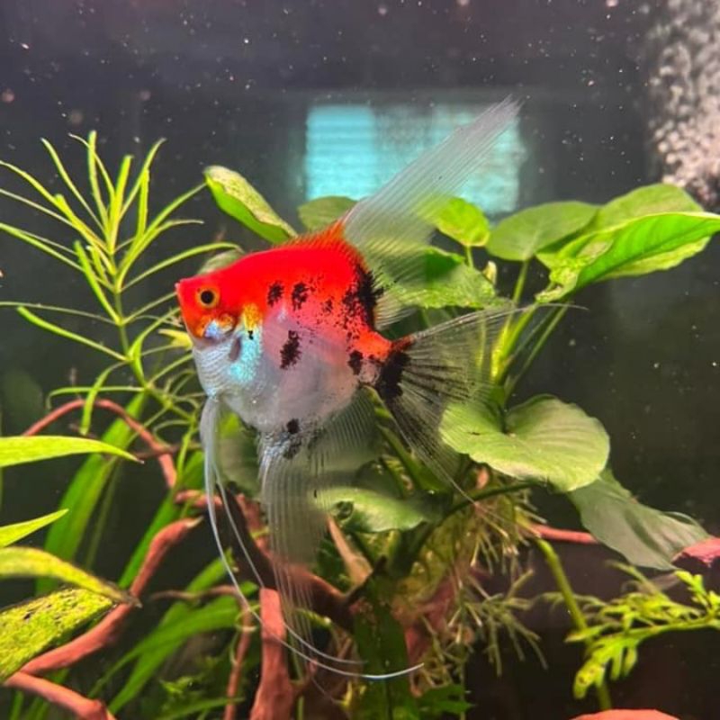 Jual MANFISH RED KOI size | Shopee Indonesia