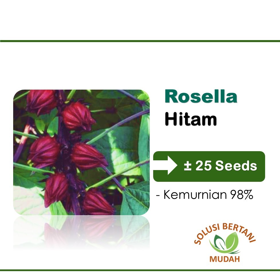 Jual Biji Benih Bibit Tanaman Bunga Teh Rosella Ungu | Shopee Indonesia