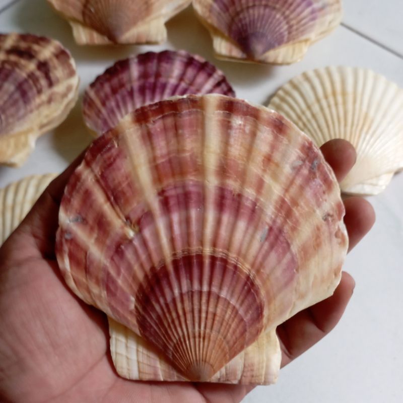 Jual 100 pcs (cangkang kerang limpet l dan big scallop ) | Shopee Indonesia