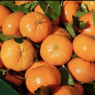 Jual Jeruk Ponkam Terlengkap & Harga Terbaru Desember 2025 | Shopee ...