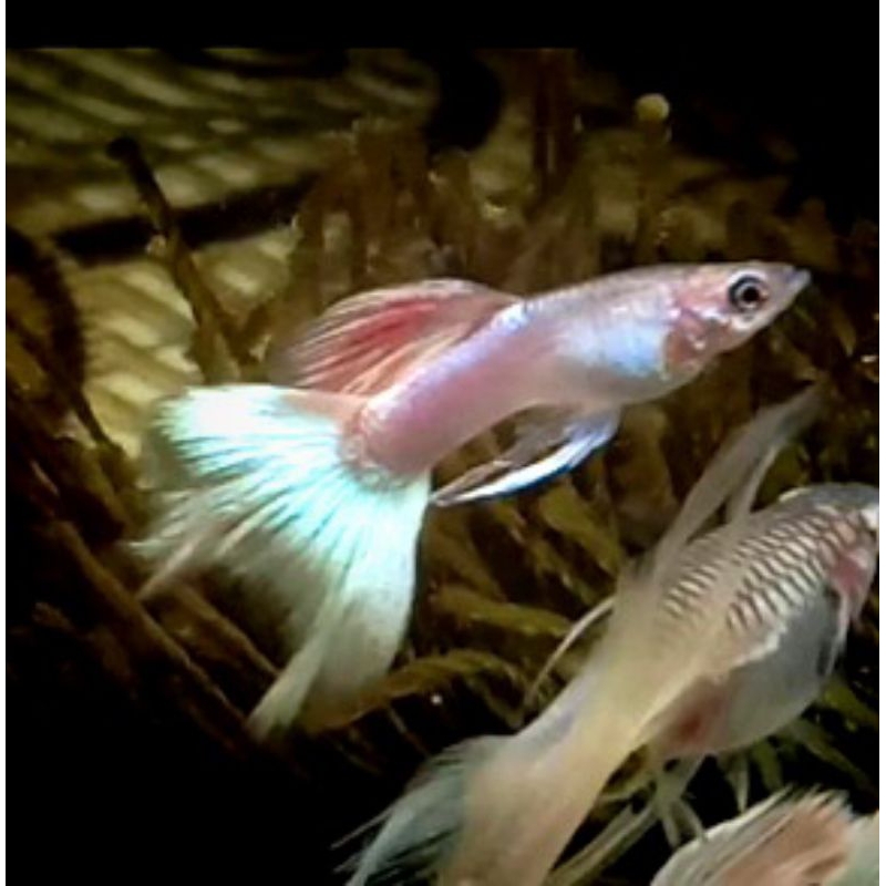 Jual Sticker Guppy metal pingu swallow ribbon | Shopee Indonesia