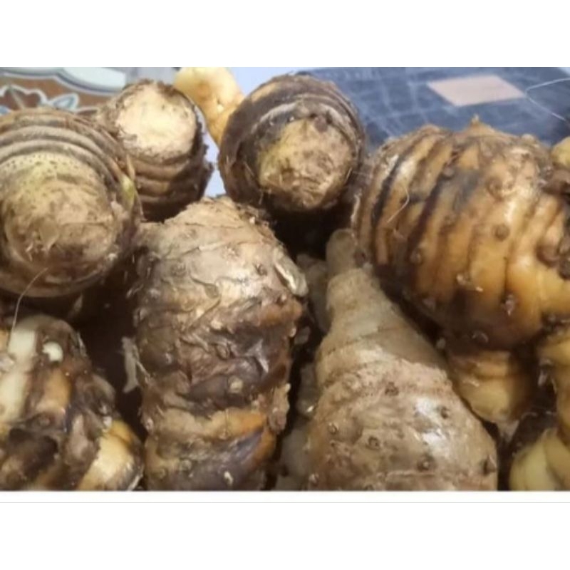 Jual Empu Kunir Putih Biang Kunyit putih segar 1 kg | Shopee Indonesia