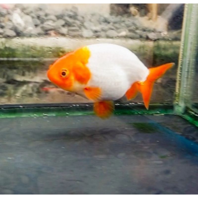 Jual Ikan mas koki Ranchu RW Red Head & Tail unik limited | Shopee ...