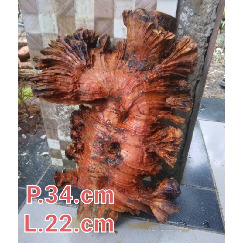 Jual kayu rentek porsil pul tenggelam tapak benalu.cantik dekorasi ...