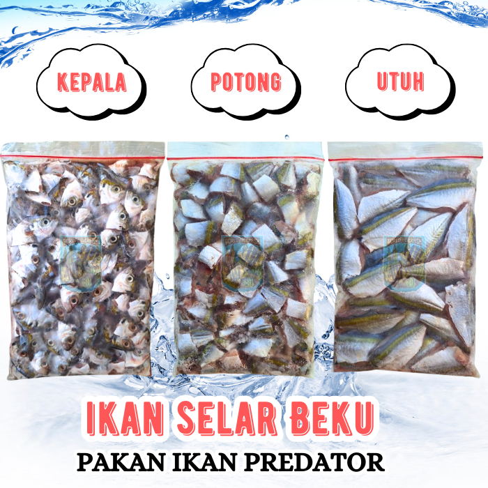Jual Ikan Selar Beku Segar Pakan Ikan Predator Besar Jumbo Lempeng ...