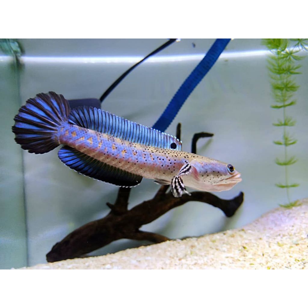 Jual CHANA CANA BLUE PULCHRA BABY UK. 5-7CM / IKAN PREDATOR / IKAN HIAS ...