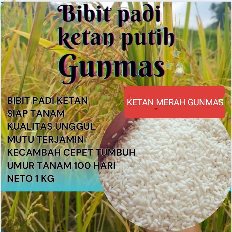 Jual BENIH PADI KETAN MERAH GUNMAS SUPER 1KG | Shopee Indonesia