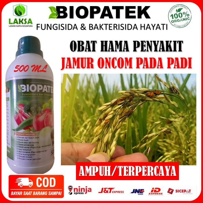 Jual BIOPATEK FUNGISIDA BAKTERISIDA HAYATI MENCEGAH JAMUR ONCOM PADA ...