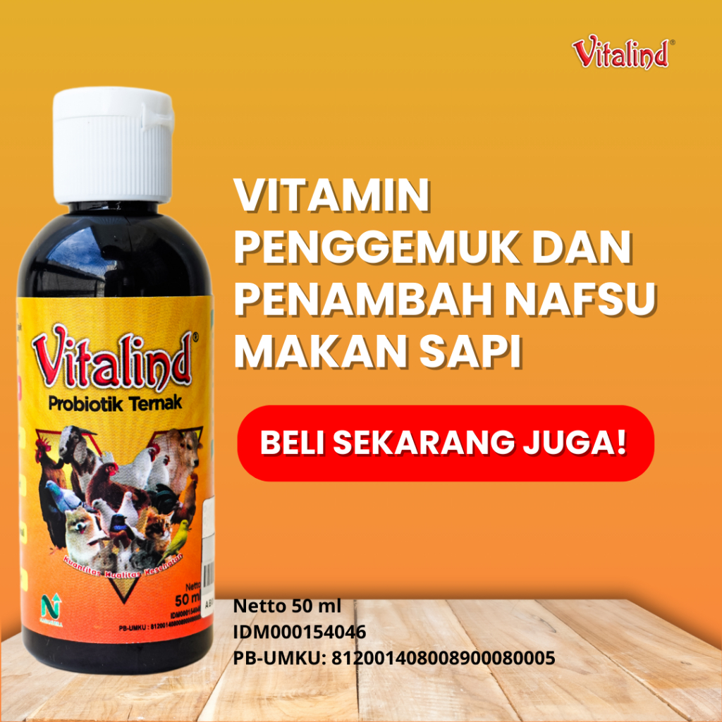 Jual Vitamin Agar Sapi Cepat Gemuk Penggemuk Obat Penambah Nafsu Makan ...