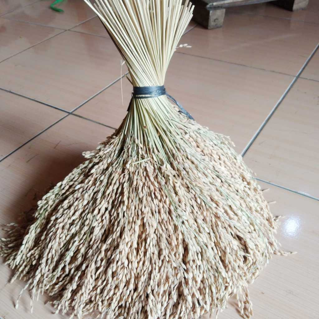 Jual Padi Beras Putih bertangkai panjang Asli original per 15 tangkai ...