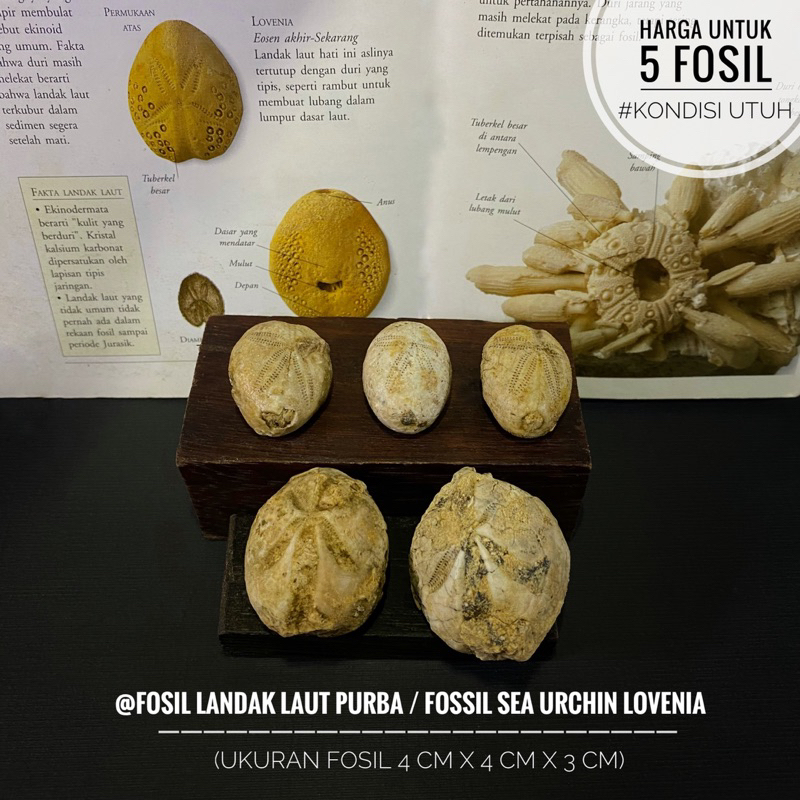 Jual Fosil Bintang Laut Purba B27 atau Fosil Landak Laut atau Fossil ...