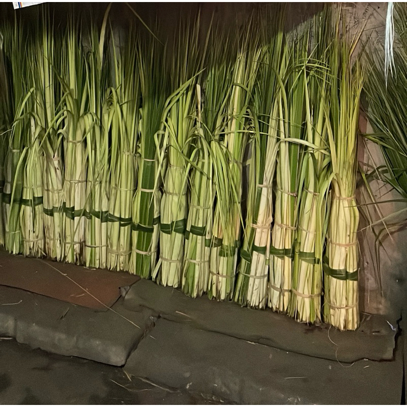 Jual Daun Janur Kelapa Cangkang Kulit Ketupat Muda Per ikat isi ...
