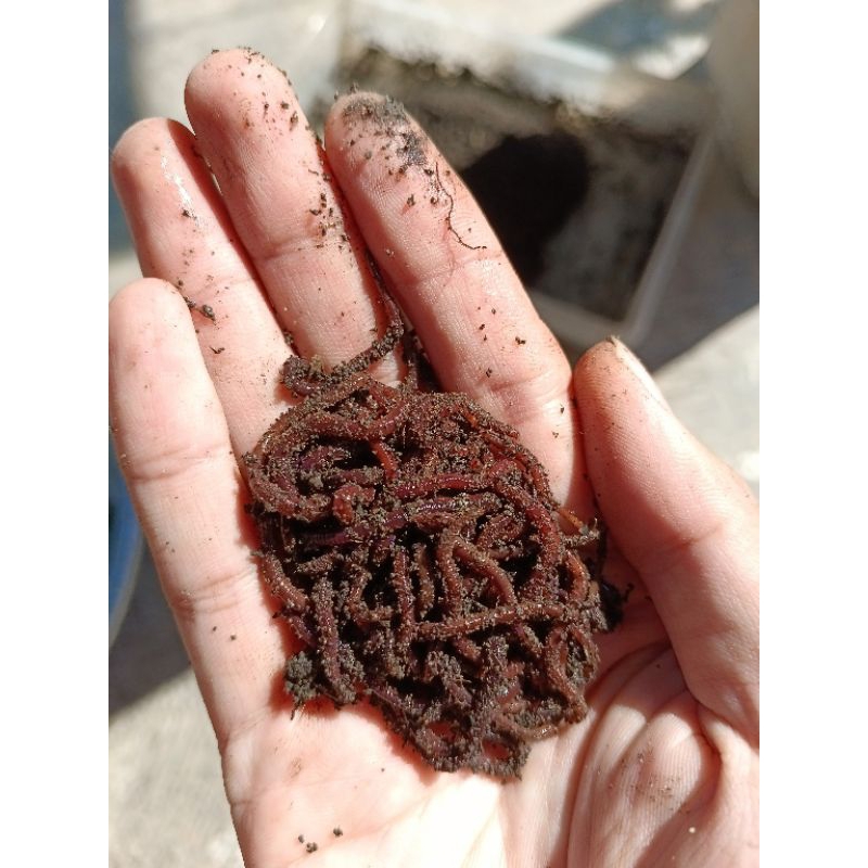 Jual CACING TIGER HIDUP / FRESH UNTUK UMPAN MANCING / LAINNYA | Shopee ...