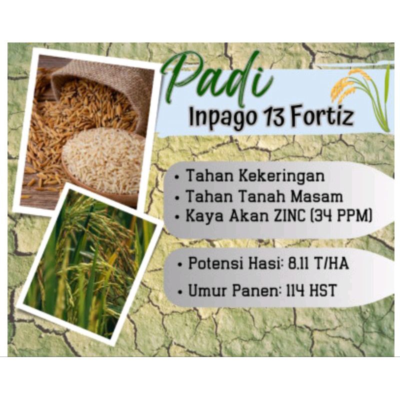 Jual BENIH PADI INPAGO 13 SUPER UNGGUL KEMASAN 1KG | Shopee Indonesia