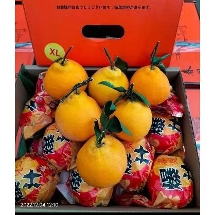 Jual JERUK DEKOPON/PAPAGAN PANDA 1 KERANJANG 5kg | Shopee Indonesia
