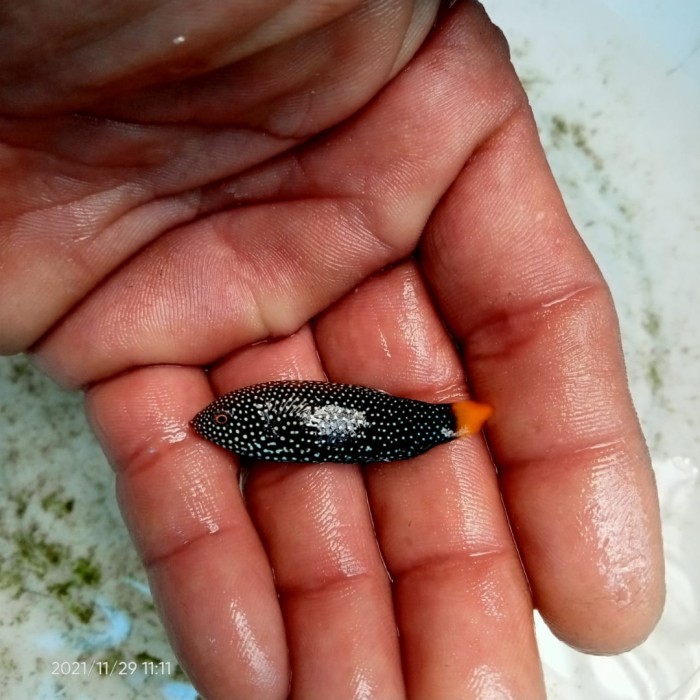 Jual Ikan Hias Keling Totol Asli | Shopee Indonesia