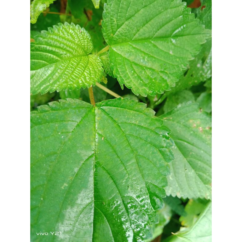 Jual daun pulus/daun jelatang segar 250/gram | Shopee Indonesia