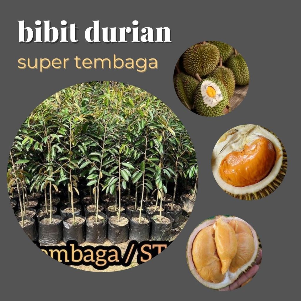 Jual Bibit Durian Super Tembaga Hasil Okulasi Unggul Siap Tanam | Shopee Indonesia