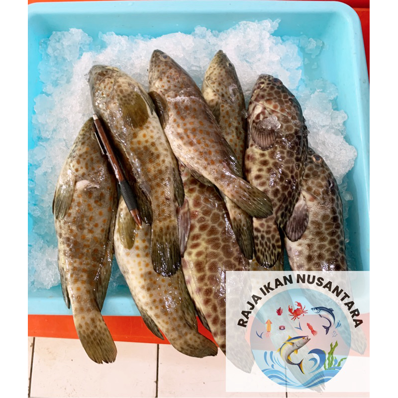 Jual IKAN KERAPU MACAN/KRAPU FISH 1KG ISI 4-5PCS FRESH PREMIUM | Shopee ...