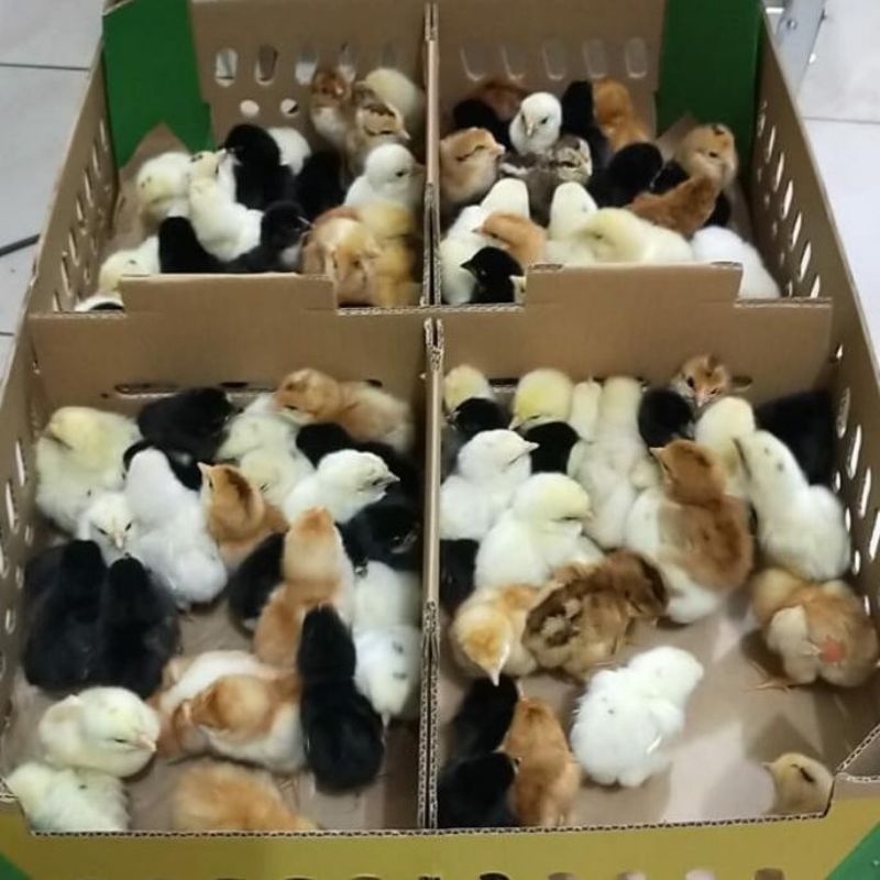 Jual Doc Ayam kampung asli (Aka) | Shopee Indonesia