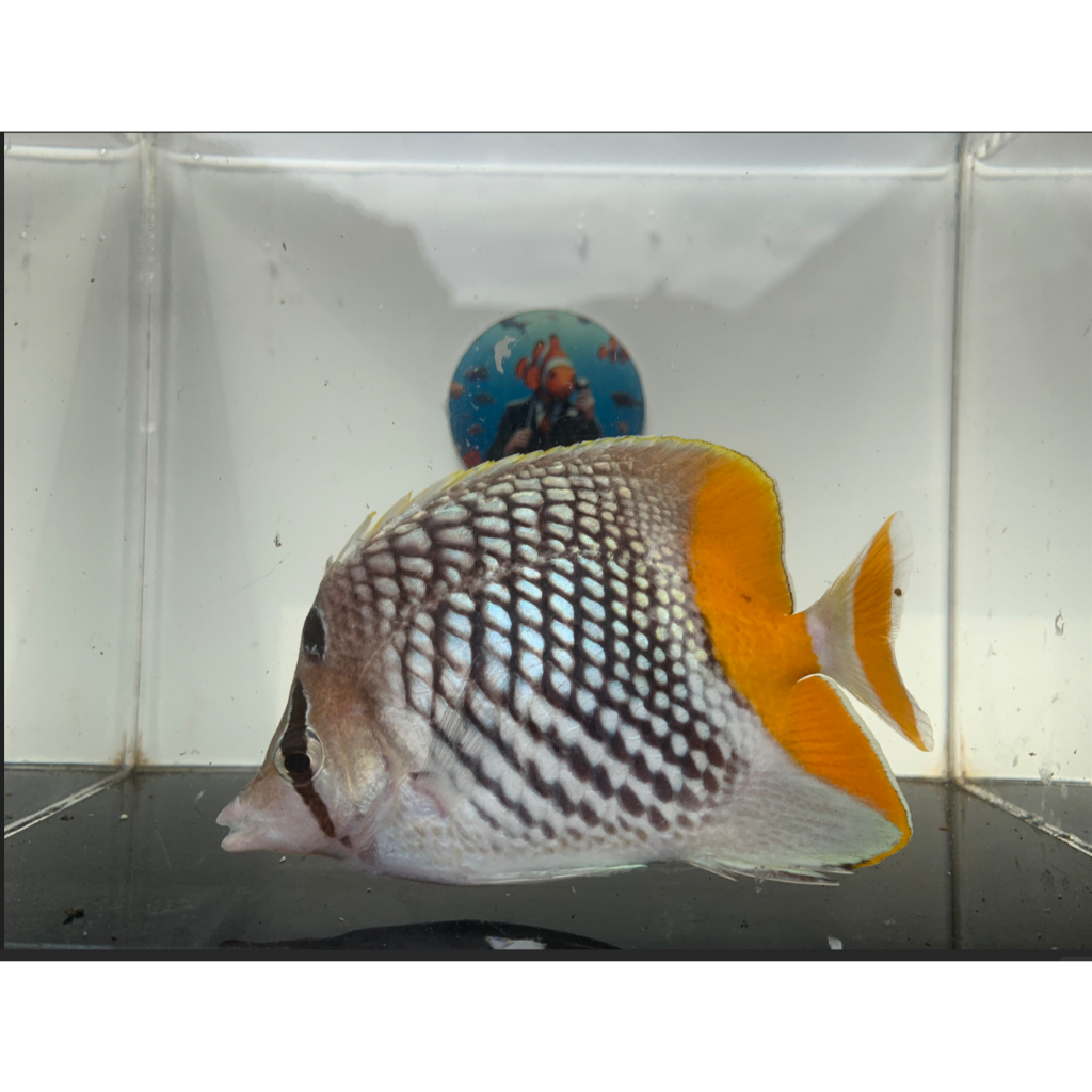 Jual Kepe Fantasy / Pearlscale Butterflyfish | Shopee Indonesia