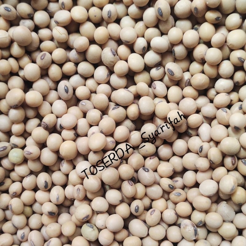 Jual Kedelai putih super Premium 1kg | Shopee Indonesia