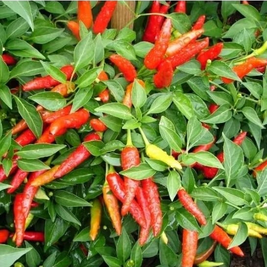 Jual Tanaman Cabe Rawit Merah / Cabai Rawit / Lombok / Chili Pepper ...
