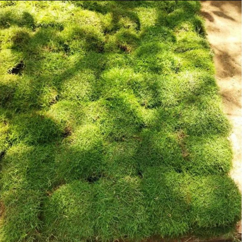 Jual Rumput Peking 1 Meter ( Isi 34 Keping Lempengan Bulat ) - Rumput ...