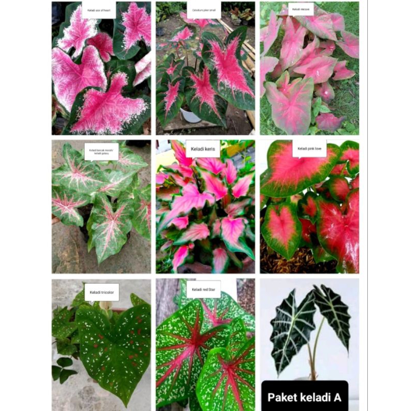 Jual Paket bunga keladi | Shopee Indonesia