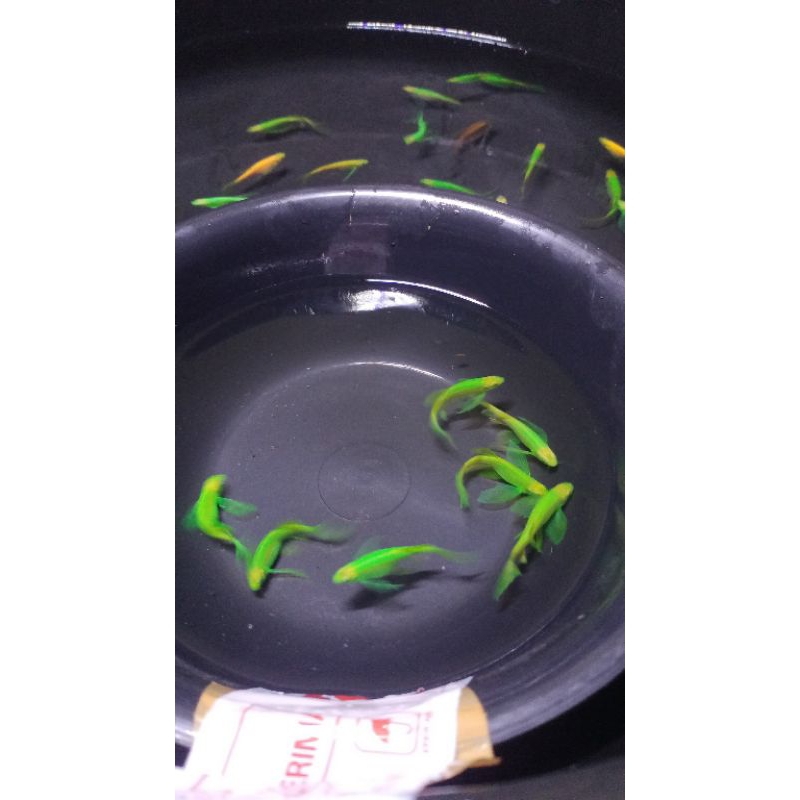 Jual peraltan aquarium.. danio slayer ijo.. | Shopee Indonesia