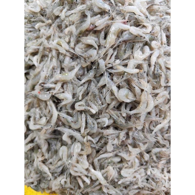 Jual Udang Rebon Fresh 250gr | Shopee Indonesia