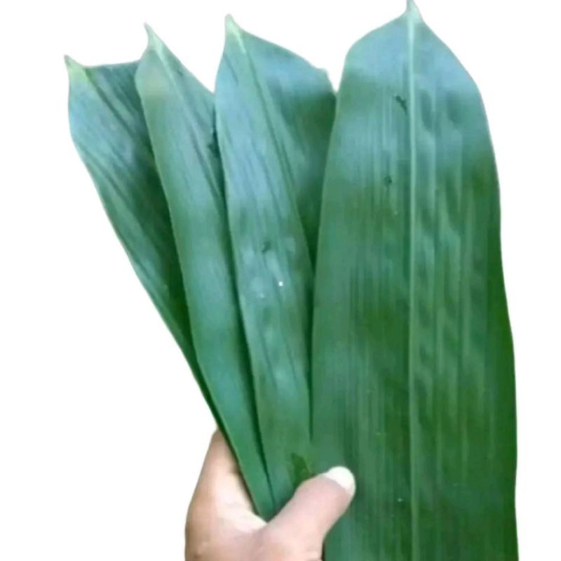 Jual Daun Bambu Jumbo Bungkus Bakcang / Bacang (100 Lembar) Lebar 5-6 ...