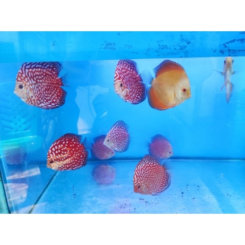 Jual ikan discus size 3 inchi - 3,5 inchi | Shopee Indonesia