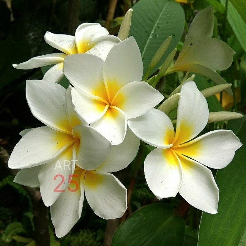 Jual Plumeria 'White Rubra' Kamboja Bali Putih | Shopee Indonesia