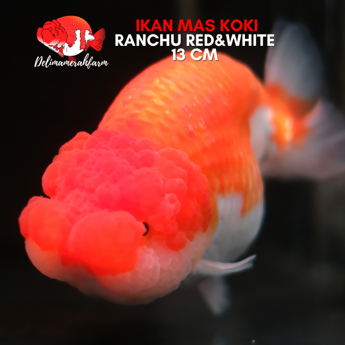 Jual IKAN MAS KOKI RANCHU RW WHITE SIZE 13 CM PREMIUM FANCY QUALITY ...