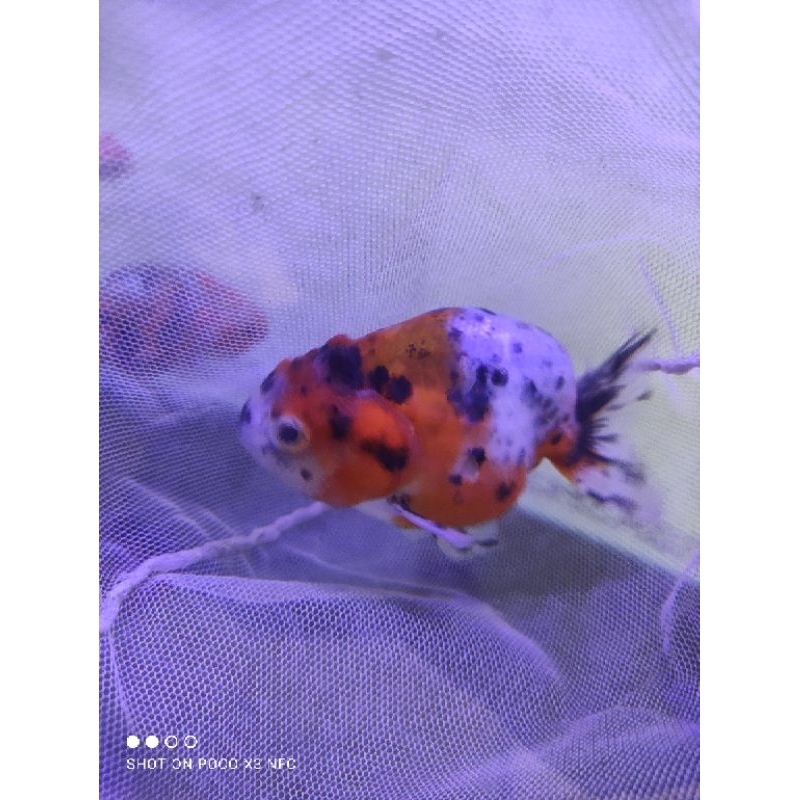 Jual IKAN KOKI RANCU CALICO / KOKI PANCA WARNA SIZE M UKURAN 7-8 CM ...