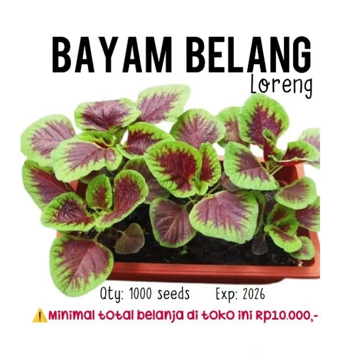 Jual 1000 biji - benih bayam belang/bayam batik/bayam loreng | Shopee ...
