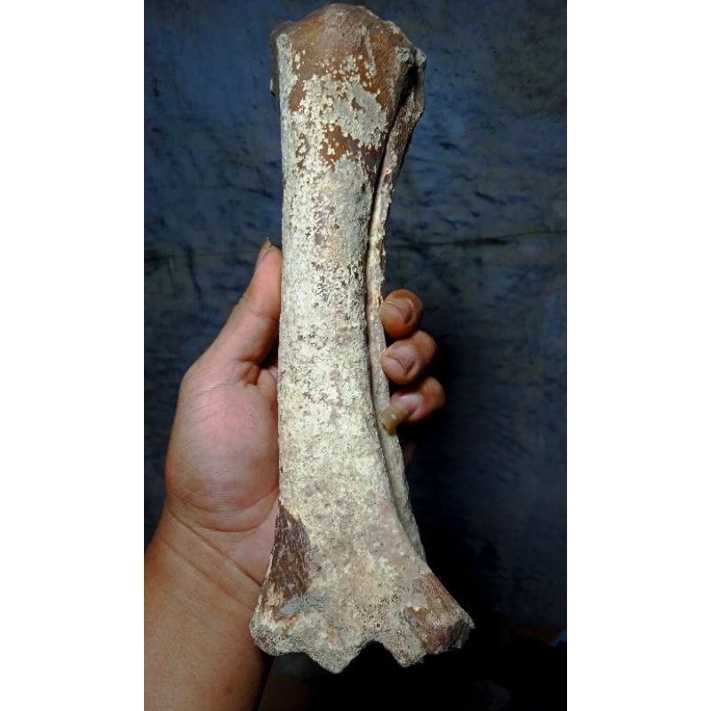 Jual posil tulang MCN purba barang sesuai foto | Shopee Indonesia