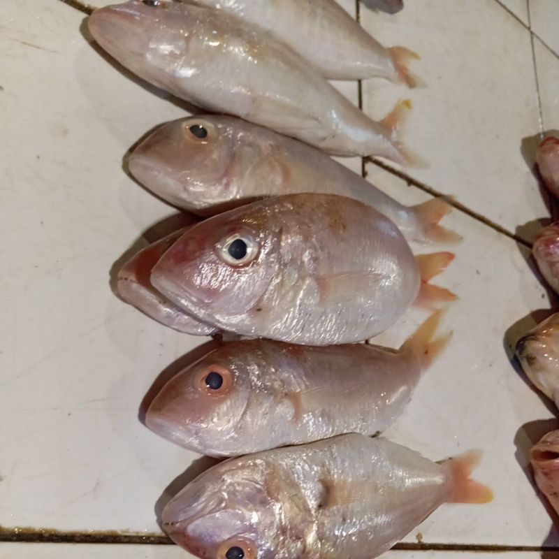 Jual ikan trisi laut segar | Shopee Indonesia