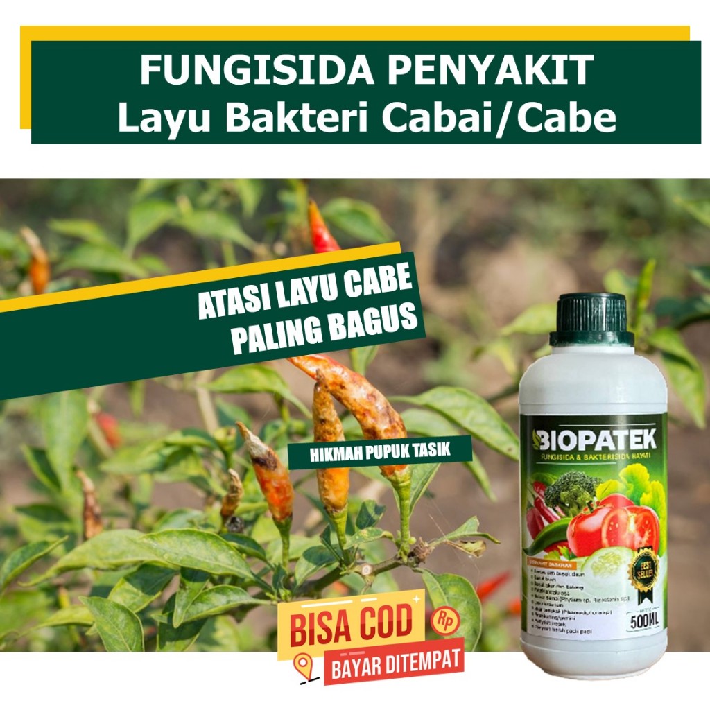 Jual (FUNGISIDA TERMURAH BIOPATEK) Atasi Penyakit Layu Bakteri Cabai ...