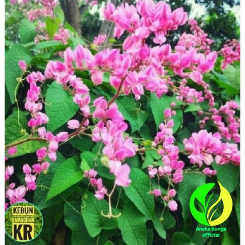 Jual POHON BUNGA AIR MATA PENGANTIN PINK ( BUNGA MERAMBAT ) TANAMAN ...