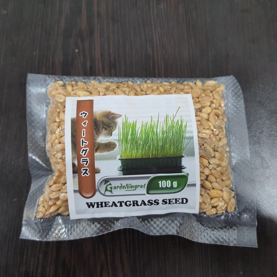 Jual Benih Gandum Microgreen Rumput Kucing Wheatgrass Food Grade 100Gr ...