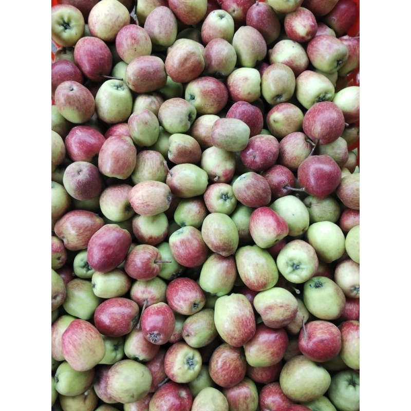 Jual Apel Anna mini berat 1kg | Shopee Indonesia