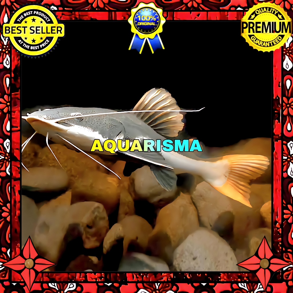 Jual IKAN HIAS - IKAN HIAS LELE AMAZON RED TAIL CATFISH 4-5 CM | Shopee ...