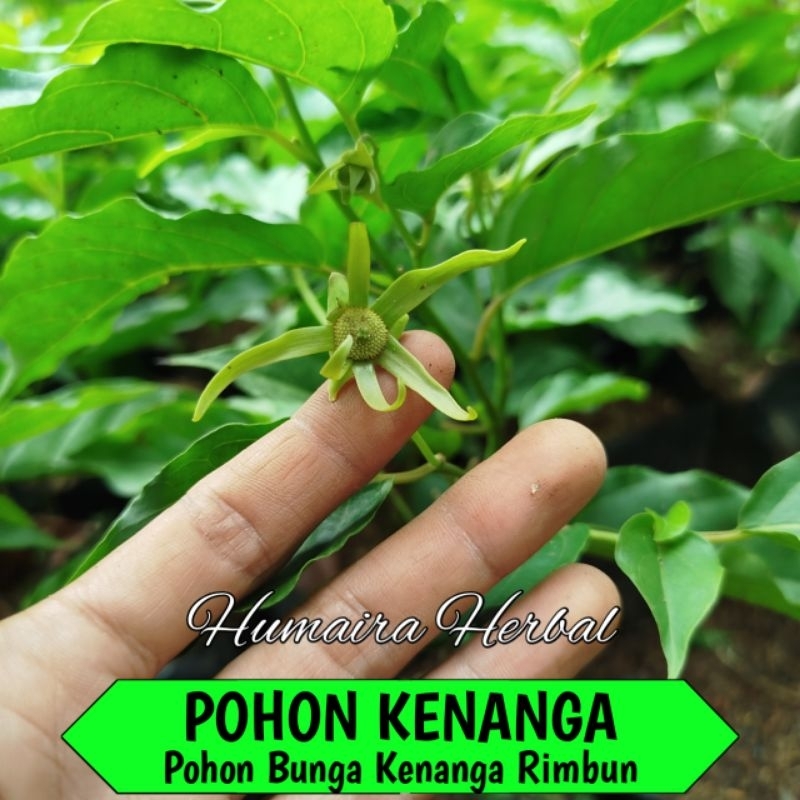 Jual Pohon Kenanga Tinggi 40-50cm Sudah Berbunga Siap Tanaman Pohon ...
